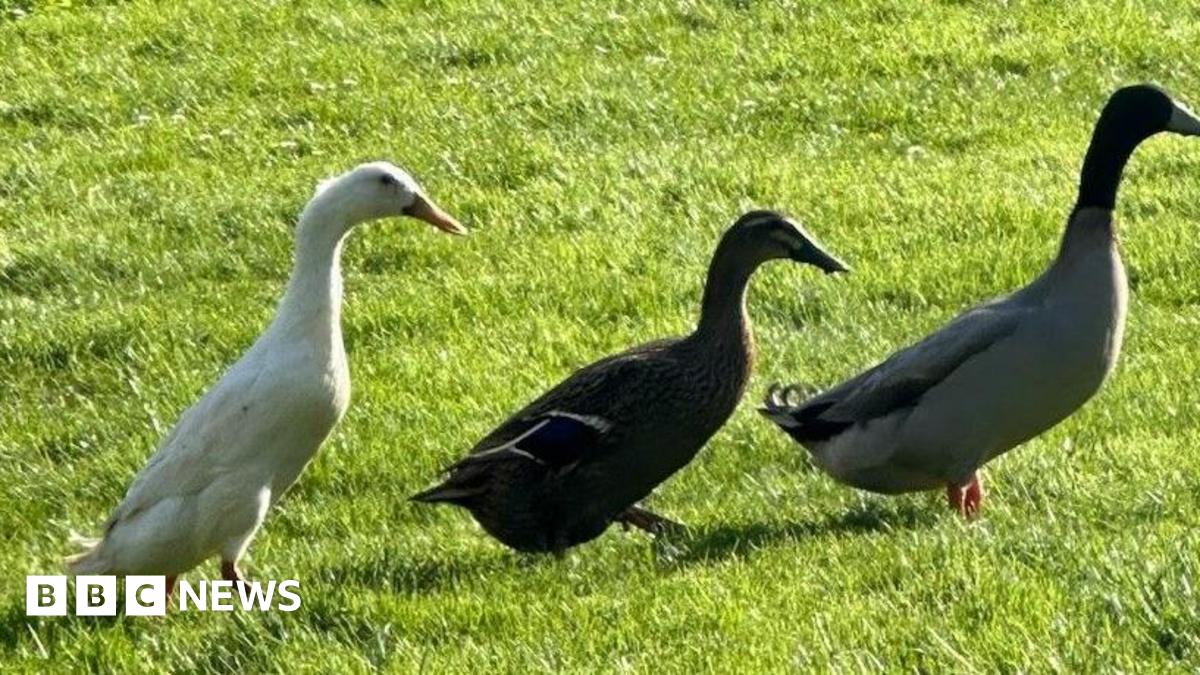 Mapperton visitor 'strangled estate's duck after dog attack' - BBC News