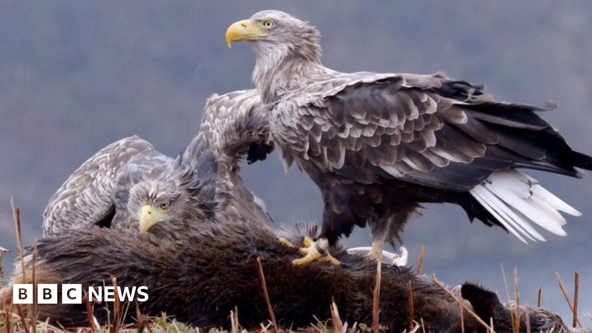 UK's oldest wild White-tailed Eagle dies aged 32 - BBC News
