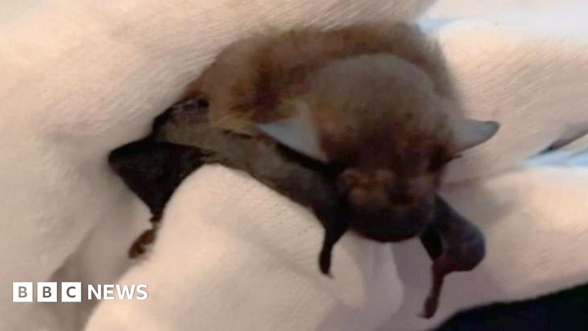 Baby bat returns to Highlands after hiding in holiday suitcase - BBC News