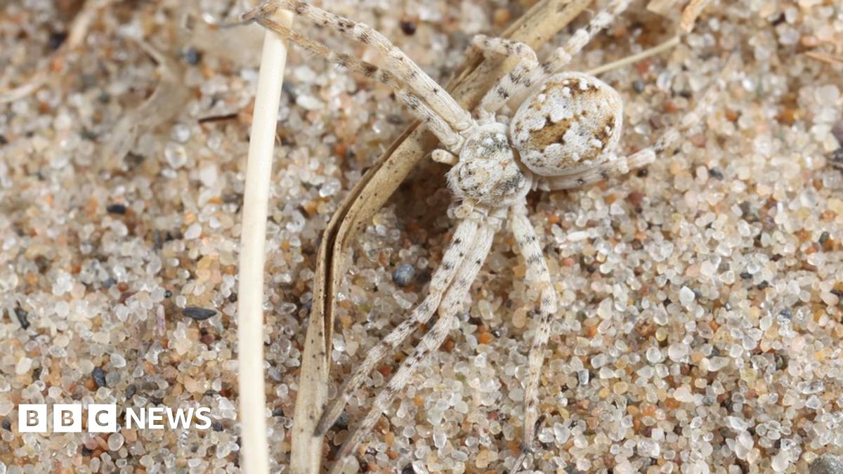 Call to conserve 'crucial' rare Wales spider species - BBC News