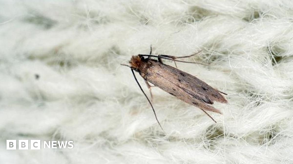Reality Check: Are clothes moths on the rise? - BBC News