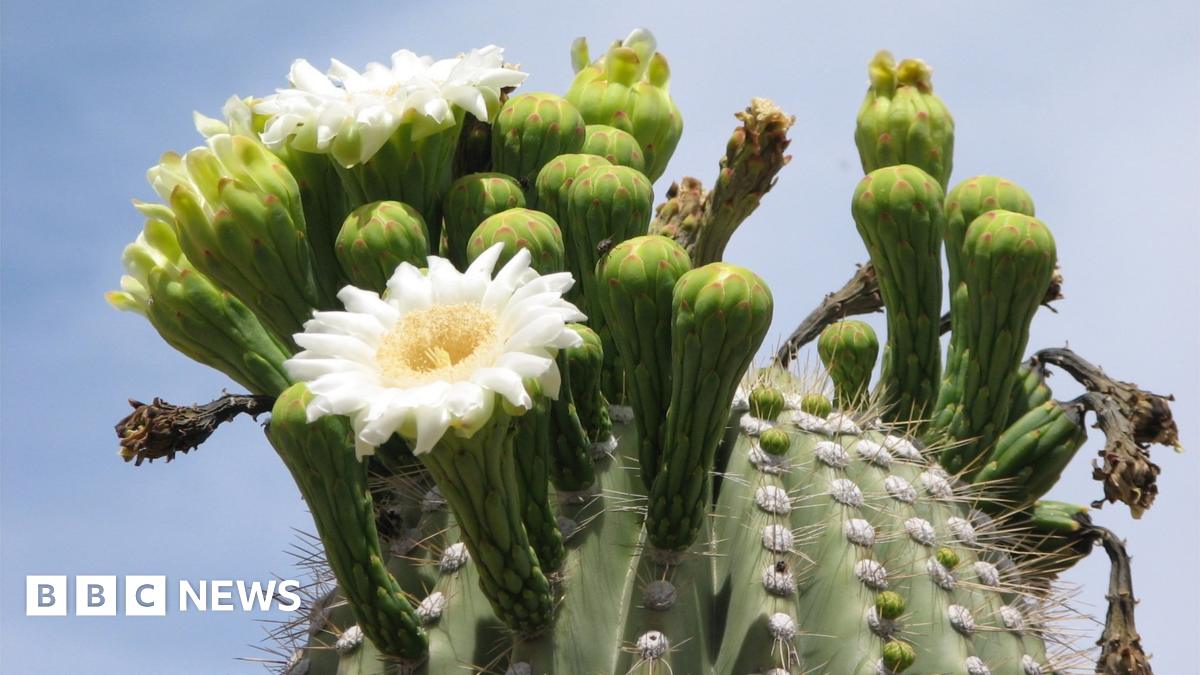 Cacti facing extinction, study warns - BBC News