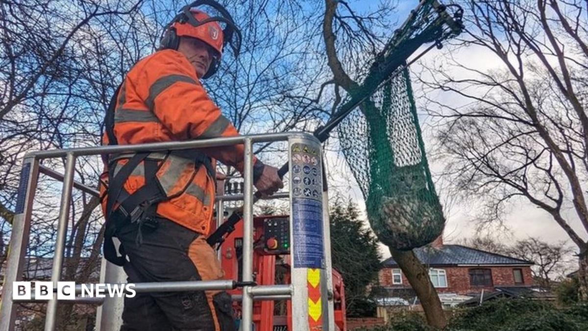 Oldham kitten rescued from tree after three-day ordeal - BBC News