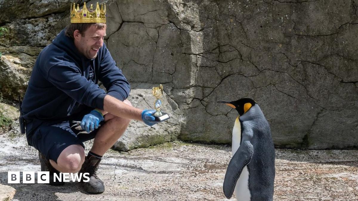 World's best penguin contest won by Cotswolds Birdland resident - BBC News