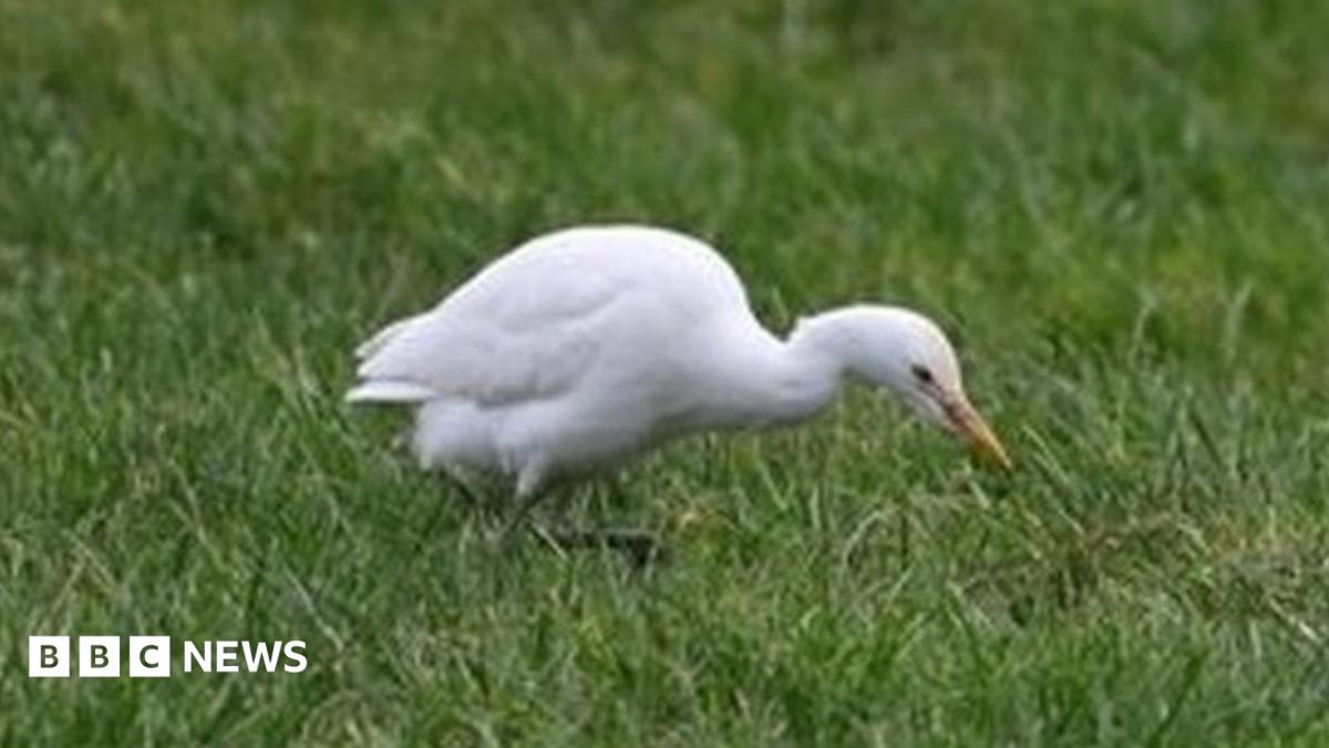 Rare egrets breed successfully in Somerset - BBC News
