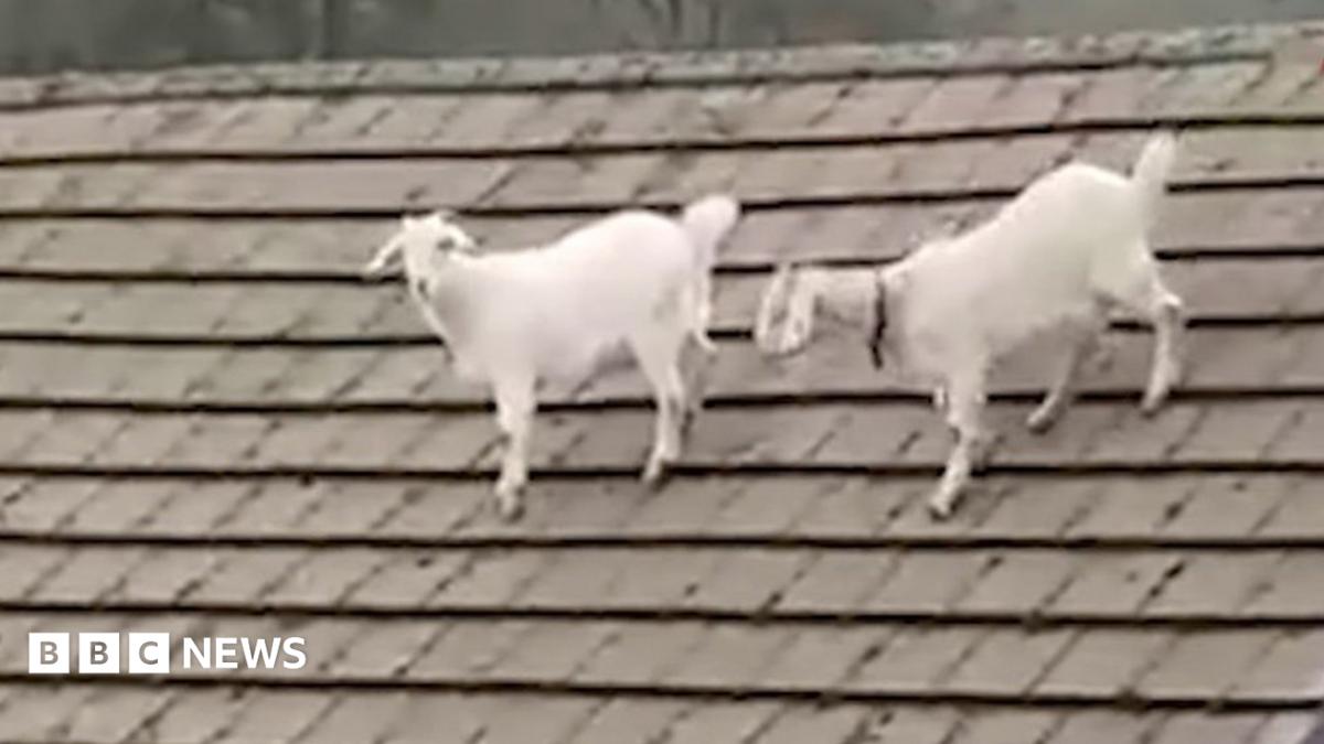 Are you kidding? Goats on roofs in the Rhondda - BBC News
