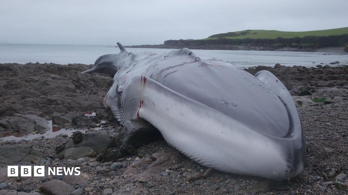 Beached whale in Cornwall had no plastic in stomach - BBC News
