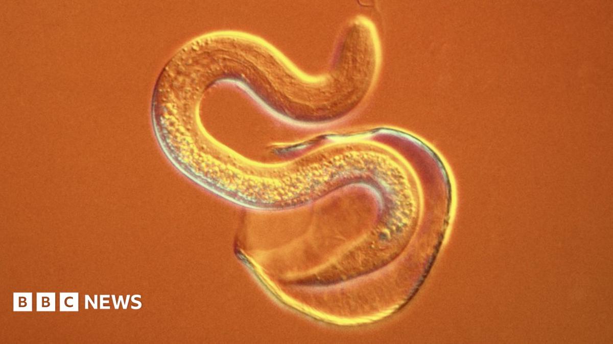 Nobel Prize for anti-parasite drug discoveries - BBC News