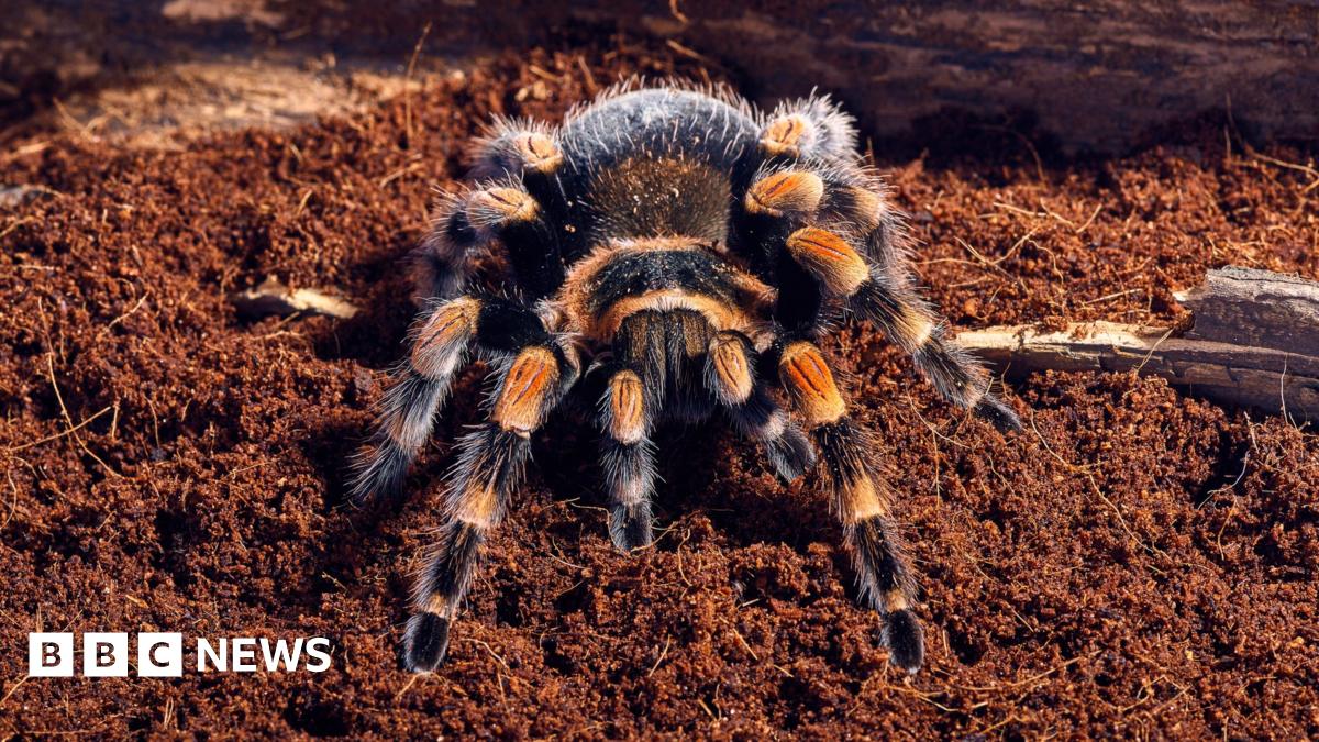 Mexican tarantulas: Canada exports more varieties than Mexico - BBC News