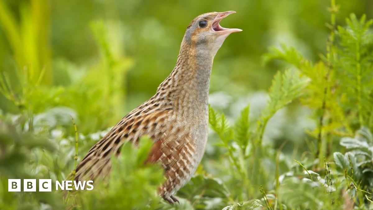 Corncrake remains vulnerable, says RSPB Scotland - BBC News