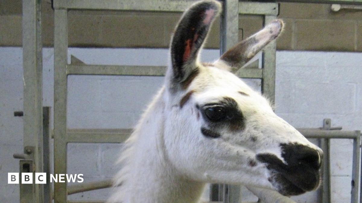 Coronavirus: Llamas provide key to immune therapy - BBC News