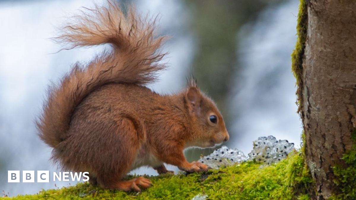 Red squirrel photographed eating frog spawn up tree - BBC News