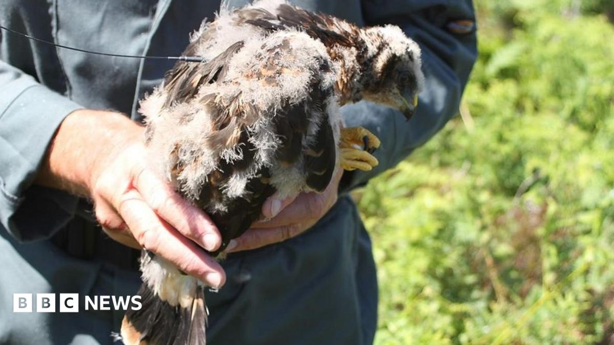 Hen harrier 'found shot on grouse moor' - BBC News