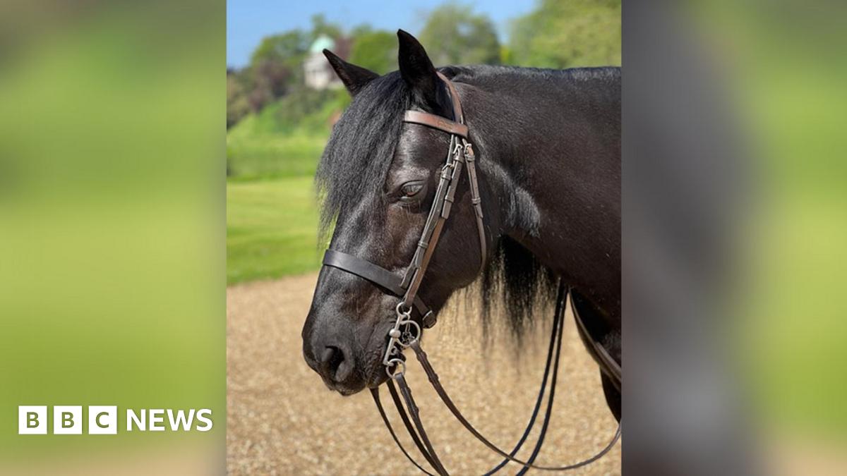 New photo of Queen's fell pony Emma released after funeral attendance - BBC News
