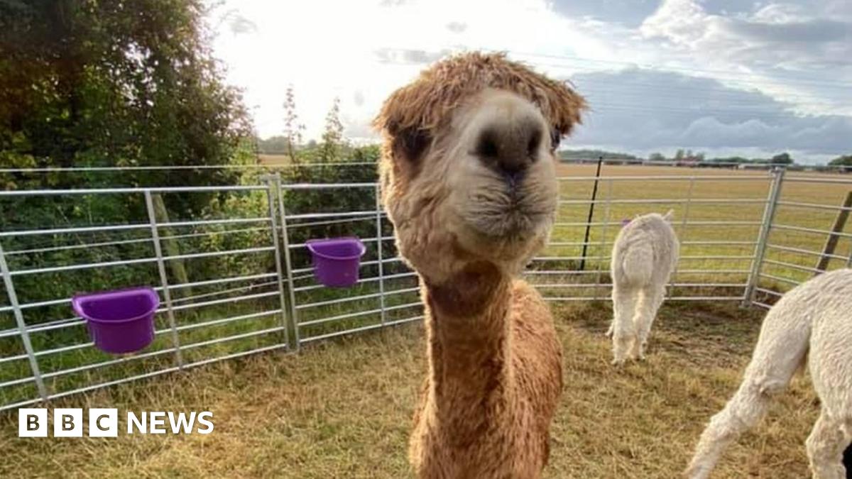 Alpacas 'spooked' as hut stolen in Burghfield raid - BBC News