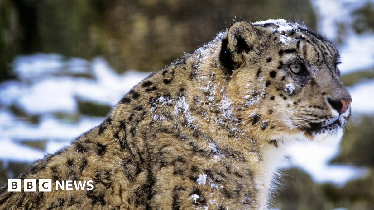 Snow leopards face 'new climate change threat' - BBC News