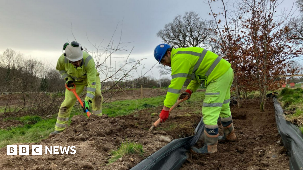 Thousands of Devon trees relocated ahead of road scheme works - BBC News