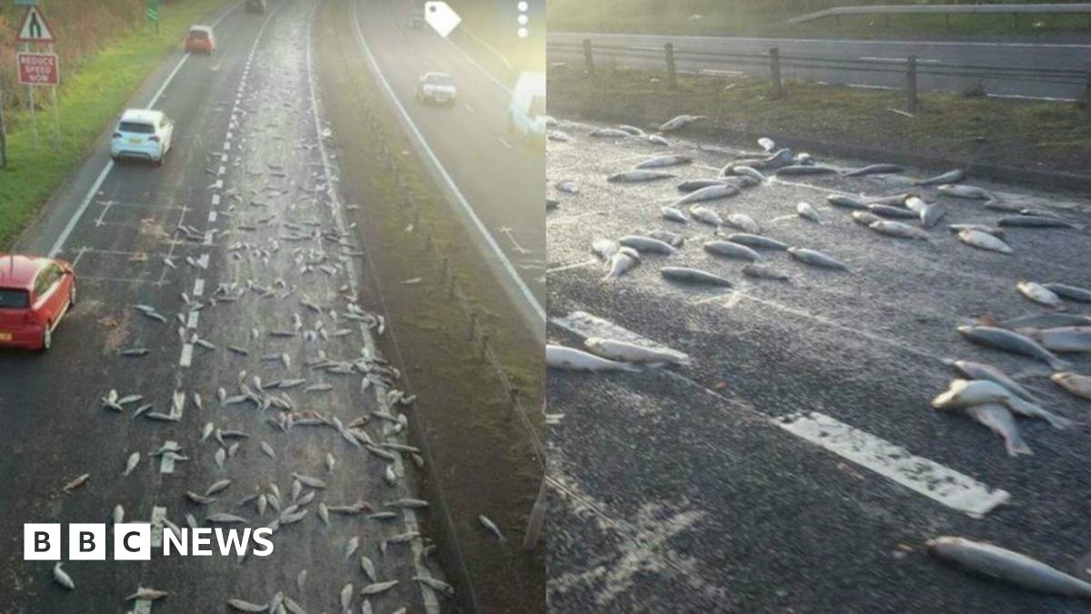 Van sheds load of fish over A737 near Johnstone - BBC News
