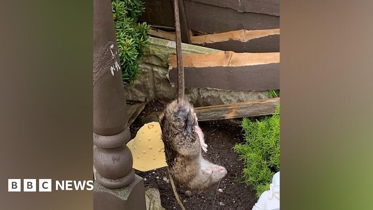 Blackpool Council steps in over rat infestation at housing estate - BBC ...