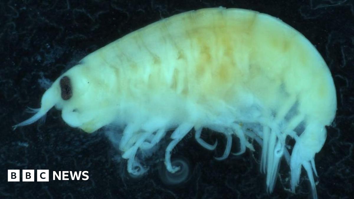 Sea bug attack: Why was a wading teenager left covered in blood? - BBC News