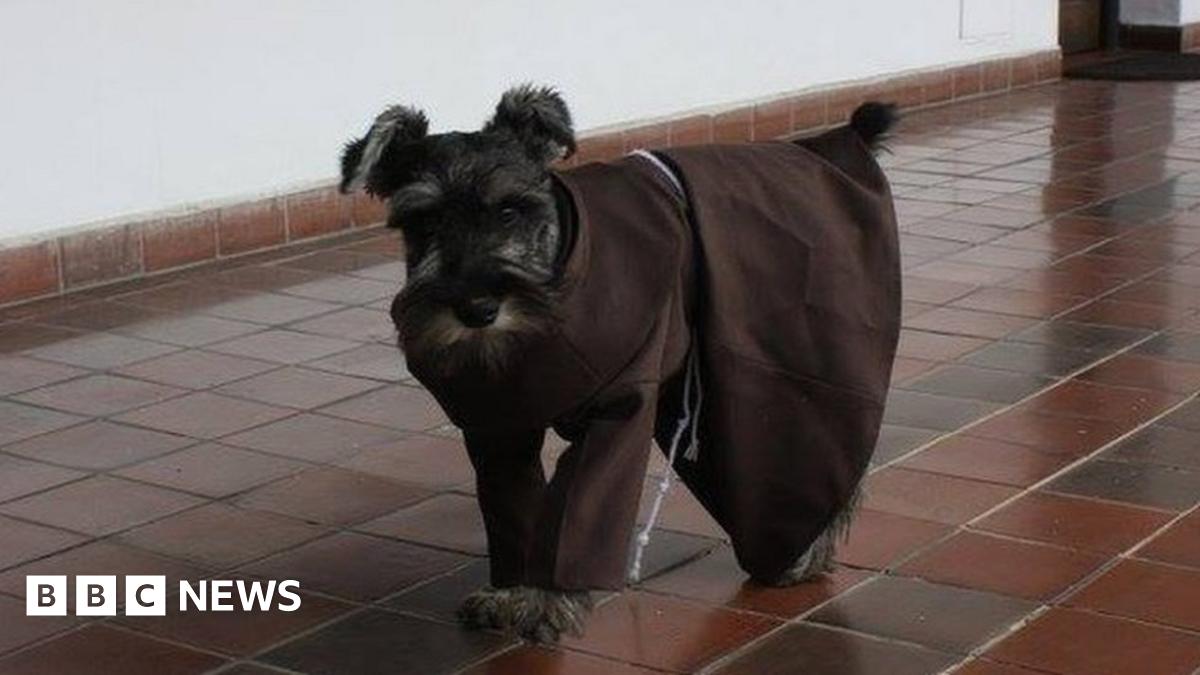 Bolivian monastery accepts four-legged friar - BBC News