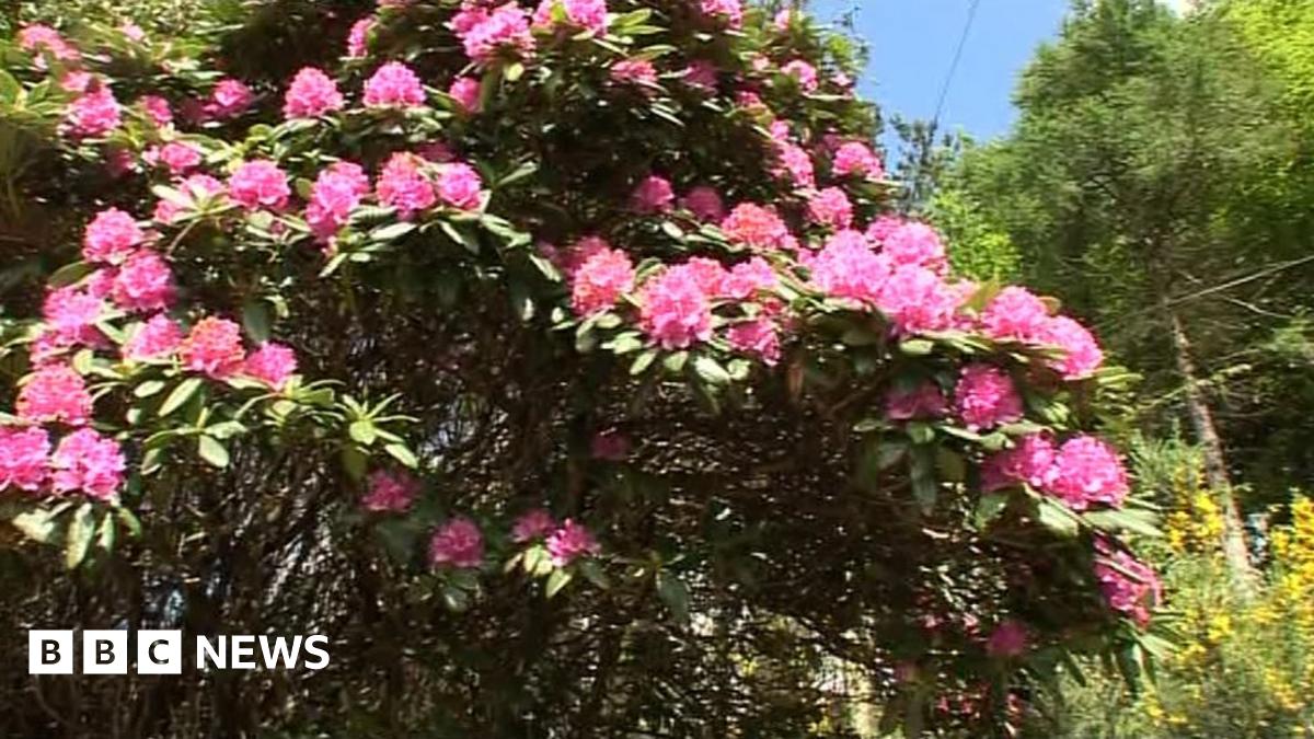 Plea for Irish army to fight 'aggressive' rhododendrons - BBC News