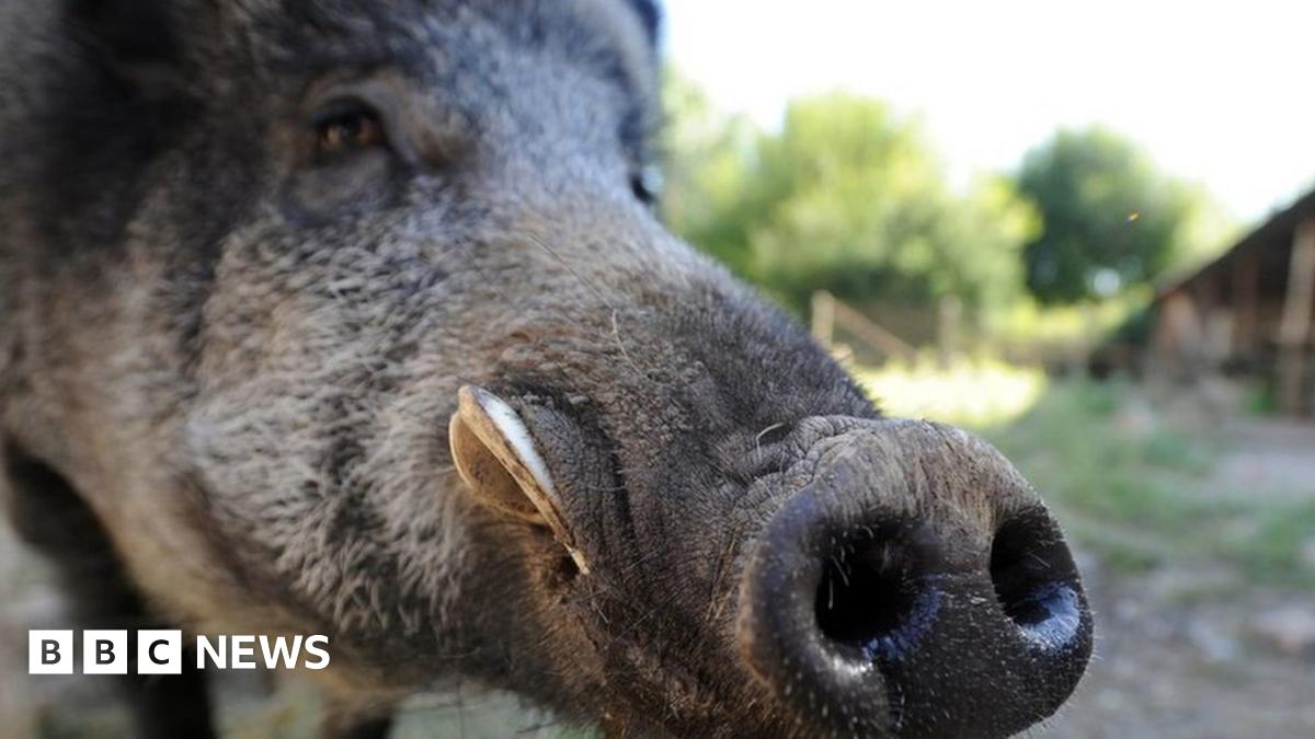 Wild boar prompt alarm on tiny Japanese island - BBC News