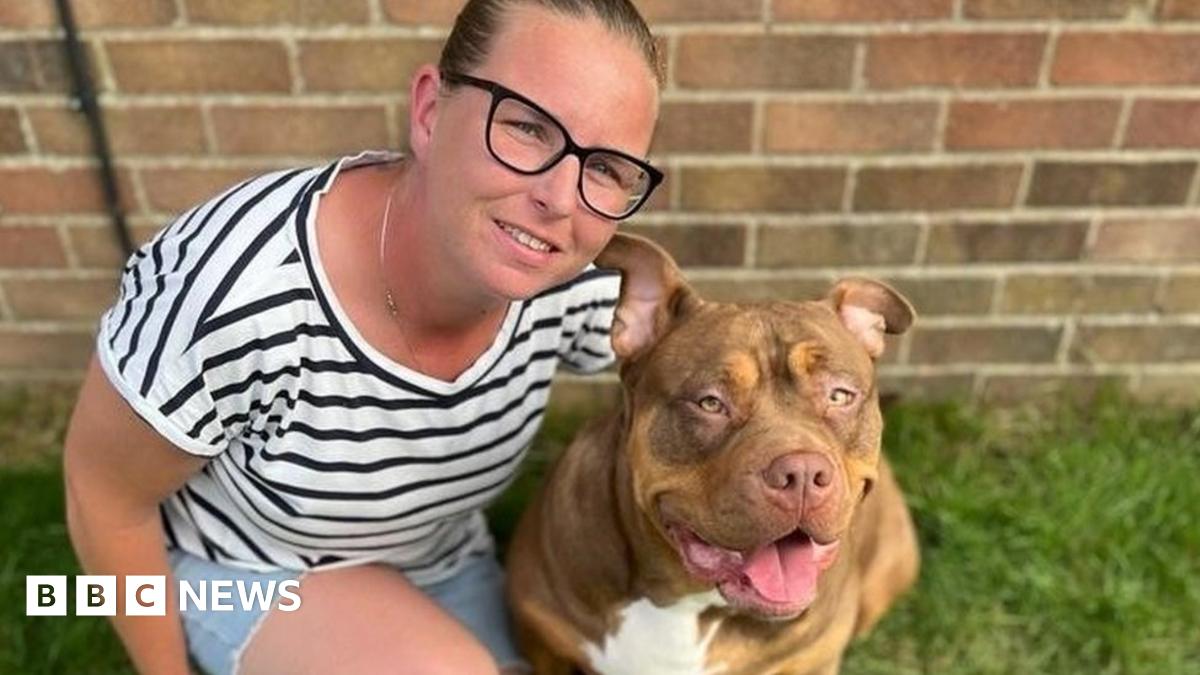 American bully XL owners speak of heartbreak at ban - BBC News