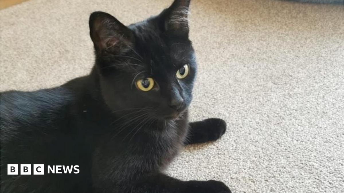 Unwanted cat finds Tipton home after USA offer - BBC News