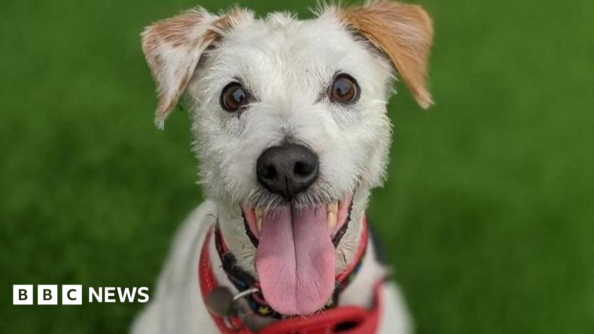 Dog finally rehomed after more than 500 days at kennels - BBC News