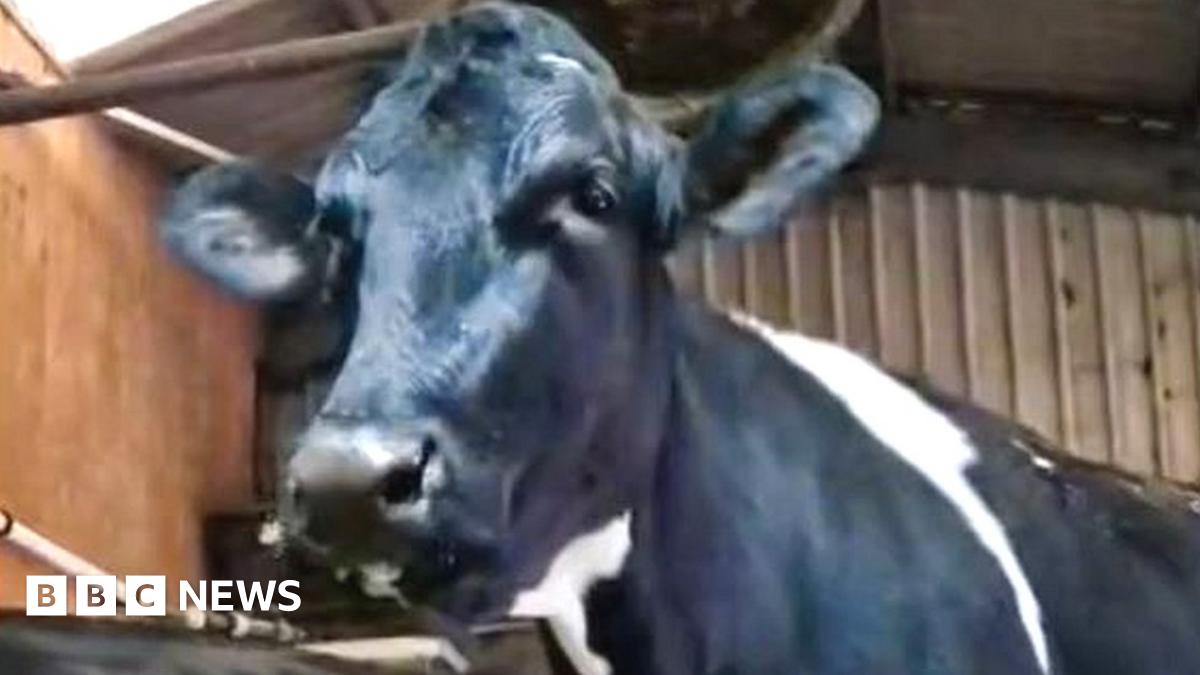 Isle of Wight cow 'faking sleep' attracts global sympathy - BBC News