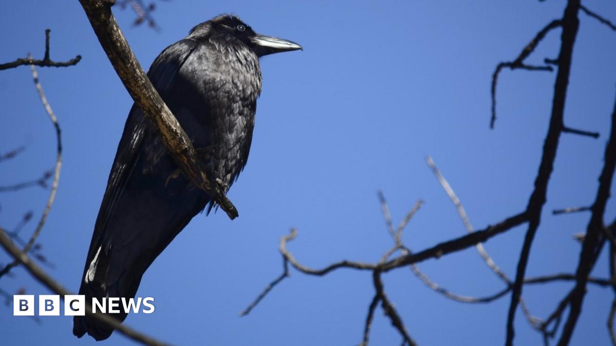 Crow attacks in Sherborne 'like scene from The Birds' - BBC News
