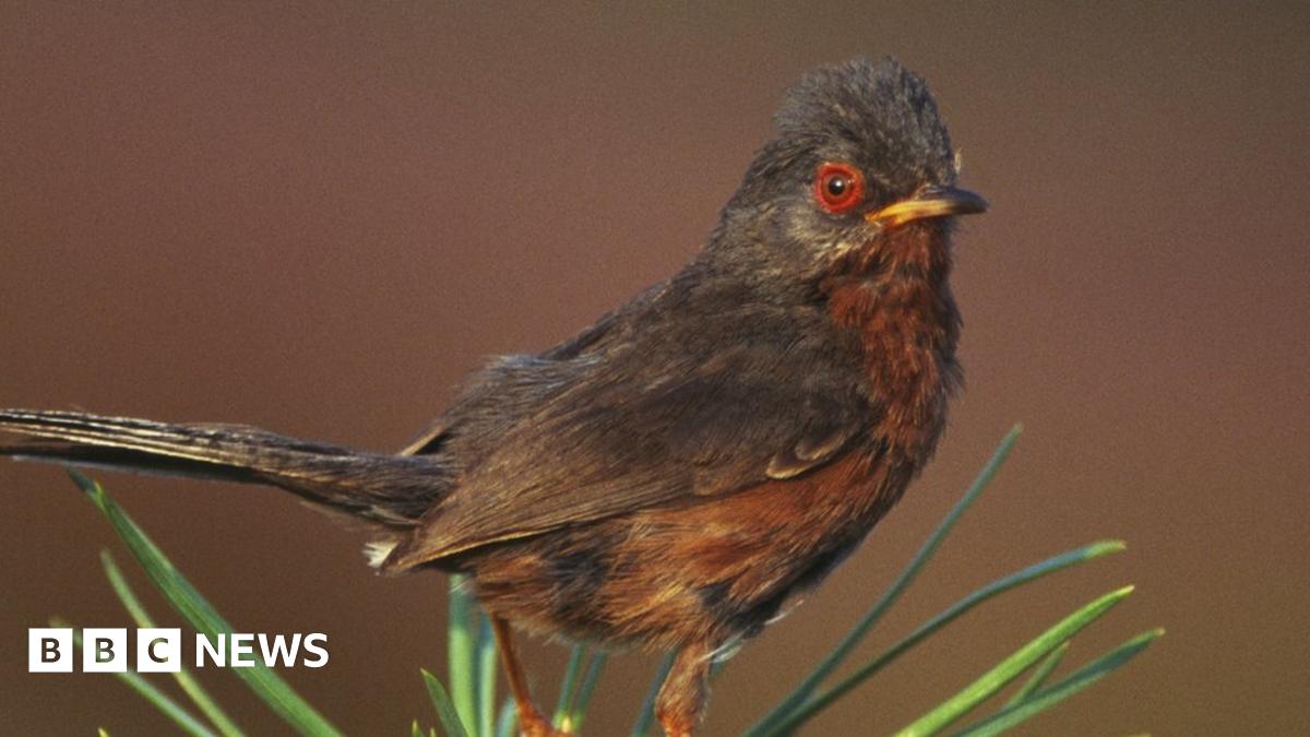 RSPB marks five years of Arne heathland restoration - BBC News