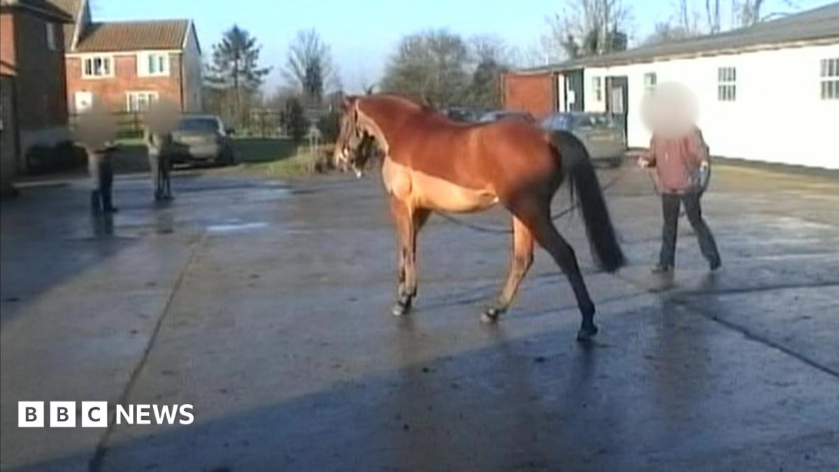 Kent horse dealers guilty of sedating sick animals for sale - BBC News