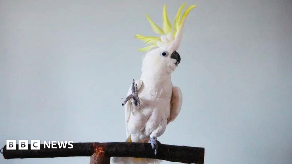 Why scientists are also watching animal YouTube videos - BBC News