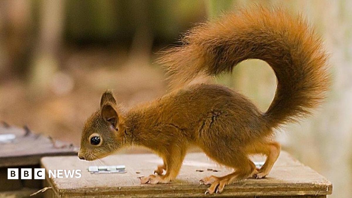 Deadly virus could 'wipe out' Anglesey's red squirrel - BBC News
