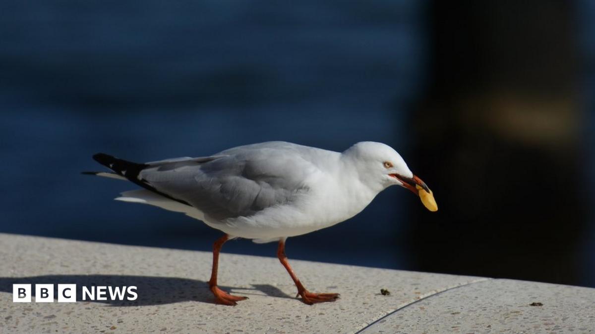 Scarborough: Arrest after seagull killed on pavement - BBC News