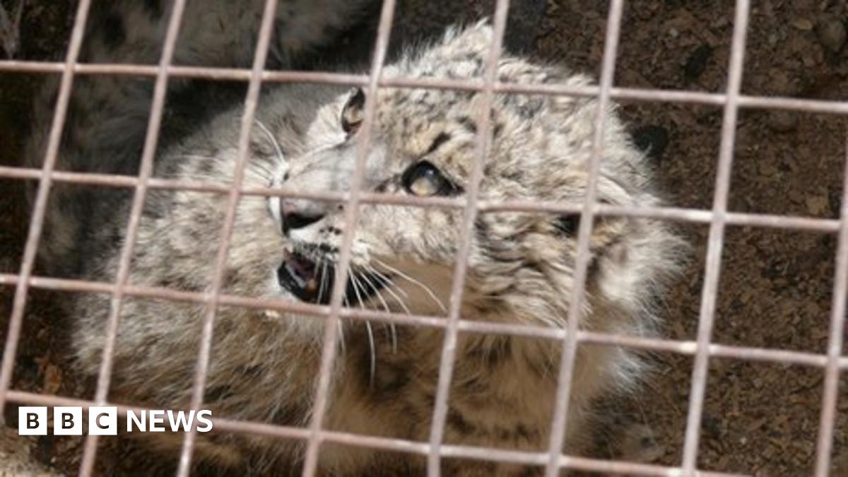 Snow leopards: Numbers decline due to 'retaliation' - BBC News