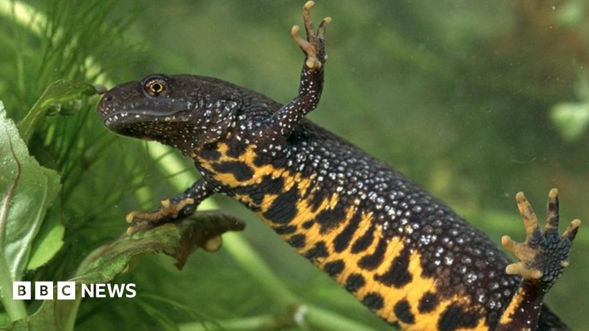 New ponds to encourage Great Crested Newts in Dorset - BBC News