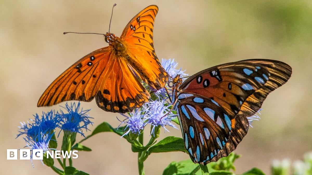 The butterflies that could stop Trump’s wall - BBC News