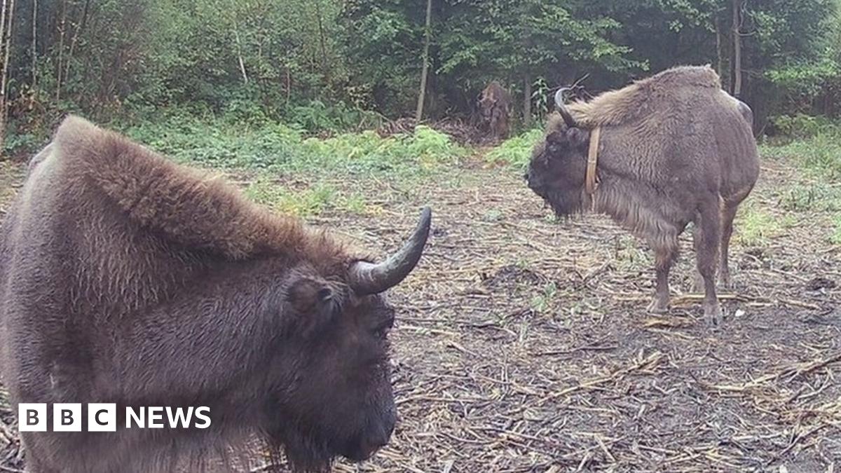 Canterbury bison environment near Blean could be expanded - BBC News