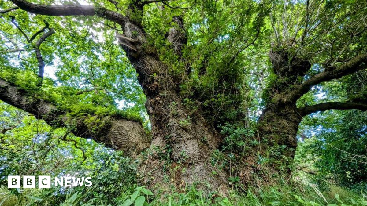 Ancient Scottish oaks in running for UK's Tree of the Year - BBC News