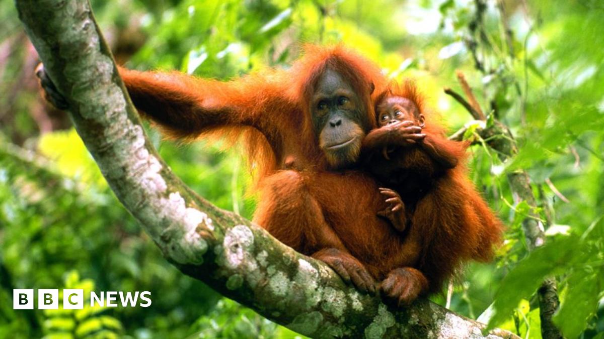 Nature decline is now nearing dangerous tipping points, WWF warns - BBC News