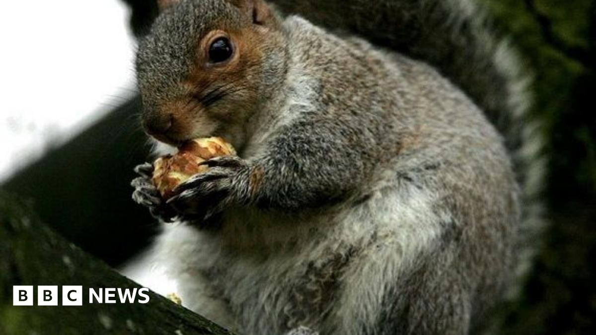 Northumberland and Cumbria red squirrel groups say greys freed by ...
