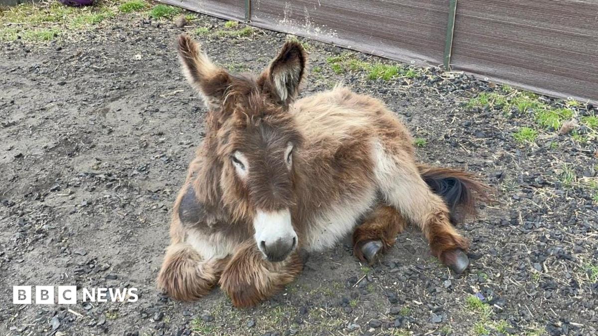 Durham donkey rescue struggling to rehome animals - BBC News