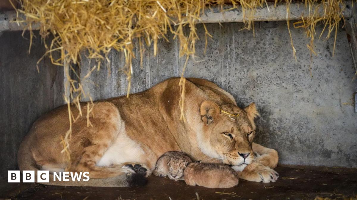 Yorkshire Wildlife Park's 'surprise' over lions' inbreeding - BBC News