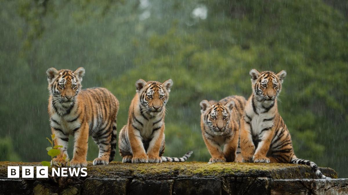 Amur tiger cubs explore Longleat Safari Park - BBC News