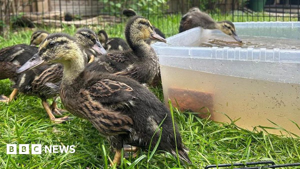 Orphaned ducklings saved by Redcar couple 'doing well' - BBC News
