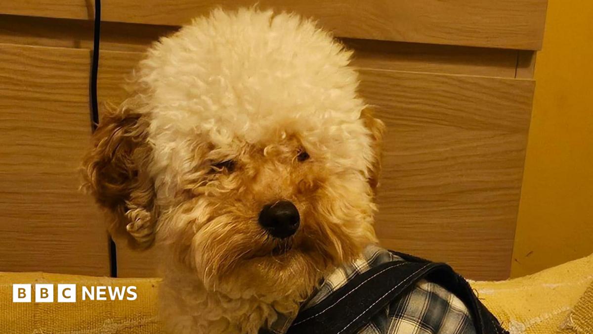 Families speak of devastation amid rise of dog attacks - BBC News