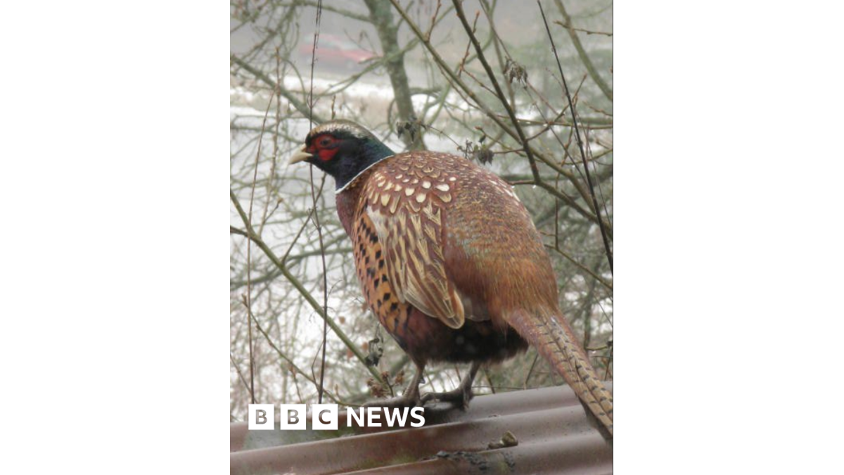 Cheshire breeding farm plan for 3,000 pheasants gets rejected - BBC News